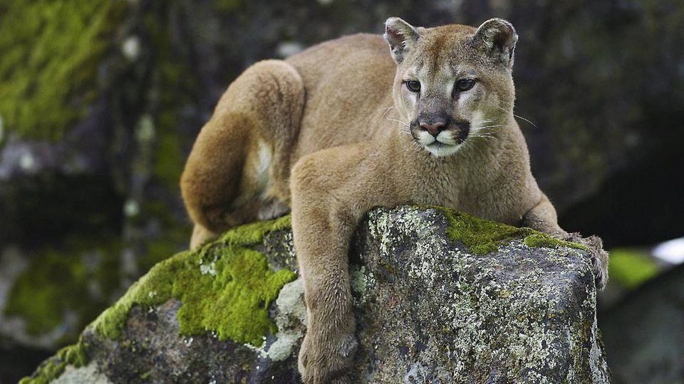 Så den jyske puma ved Skanderborg - Din Avis