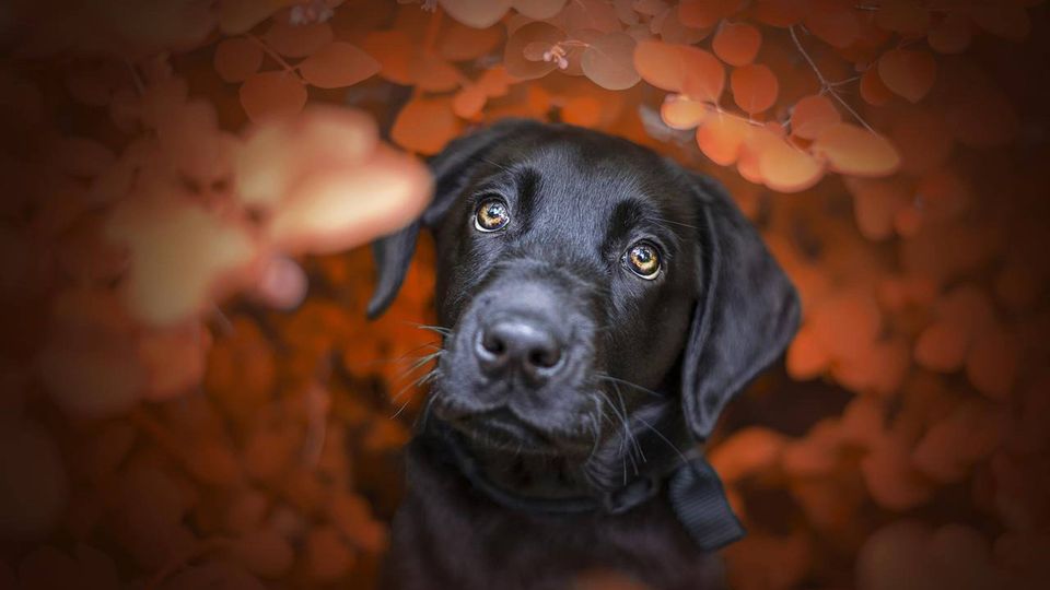 Hvem savner sort labrador? Ejeren har til på mandag til at melde sig ...