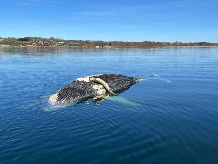10 meter lang pukkelhval i Aarhusbugten - Din Avis