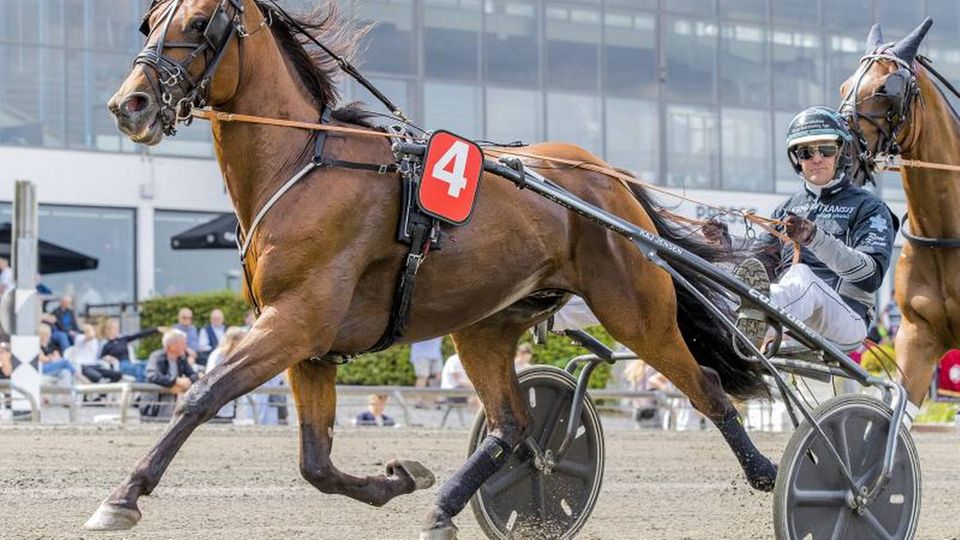 Denne aarhusianske hest kan vinde 3 millioner kroner - Din Avis