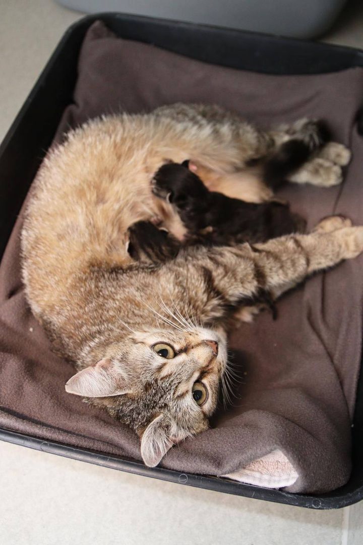 19 udsultede katte efterladt i papkasser: Øjnene strittede ud af hovedet af afmagring - Din Avis