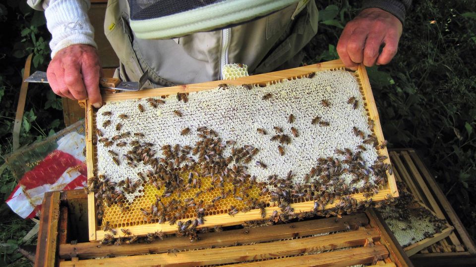 Bier og honning i klosteret - Din Avis