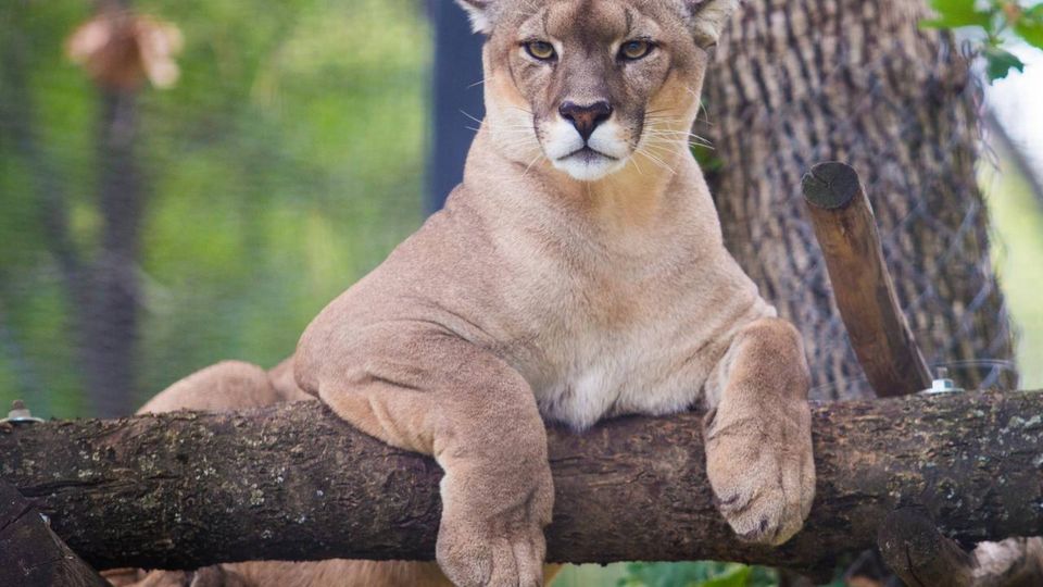 Jesper ikke i tvivl efter nyt møde med kæmpestort kattedyr: "Det ER en ...