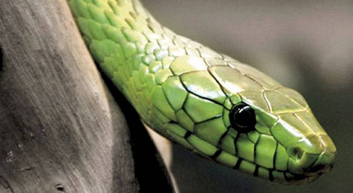 Hekse, trolde, slanger og afhuggede lemmer - Din Avis