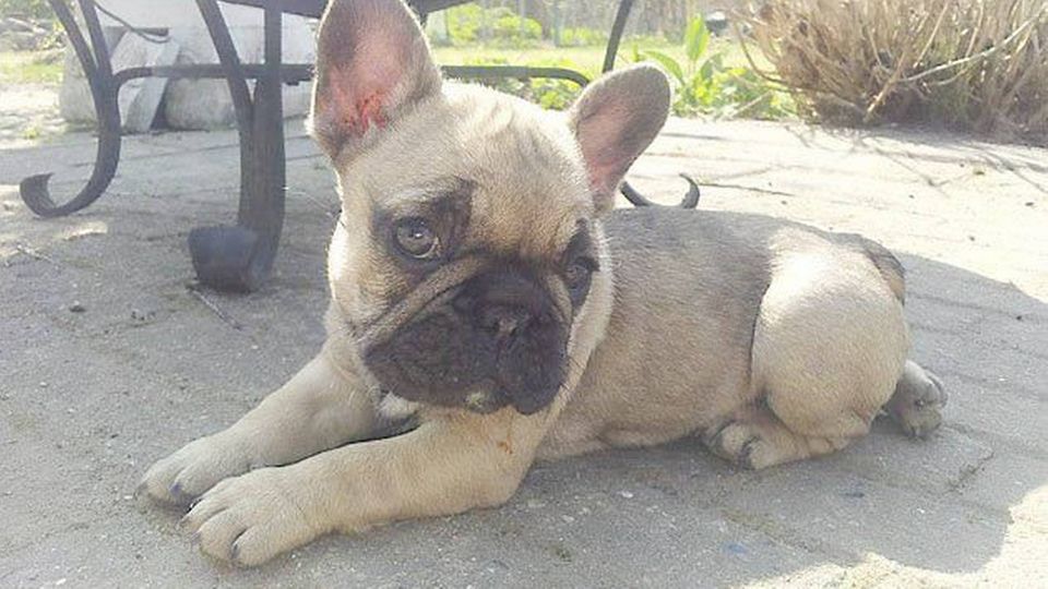 Smidt i havedam - Din Avis