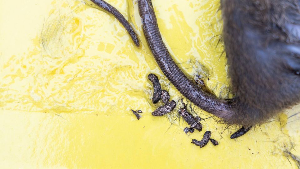 Muselort fundet i te - men bare hæld kogende vand på - Din Avis