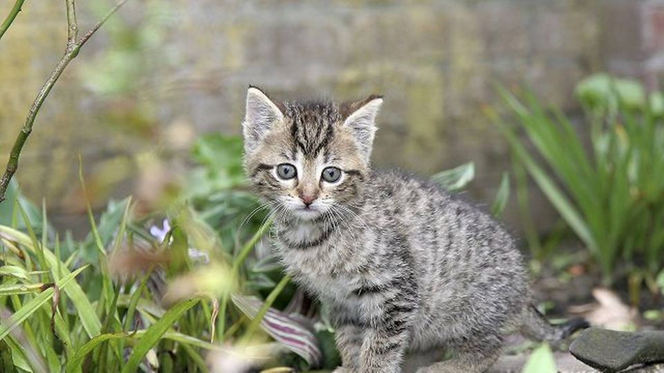 Kattekillinger efterlades på rastepladser og i skraldespande - Din Avis
